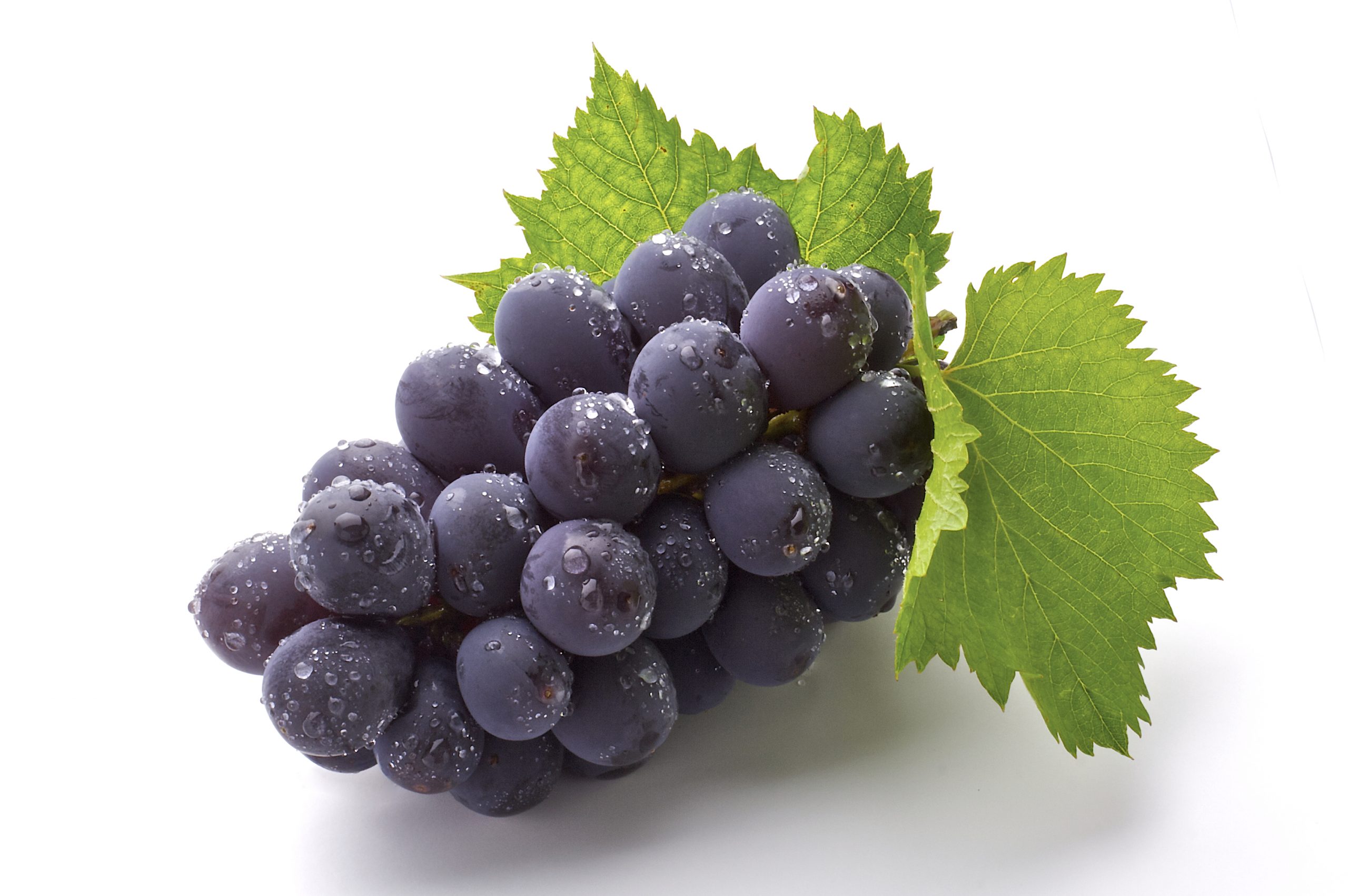 Belgische Leopold – Roelandt